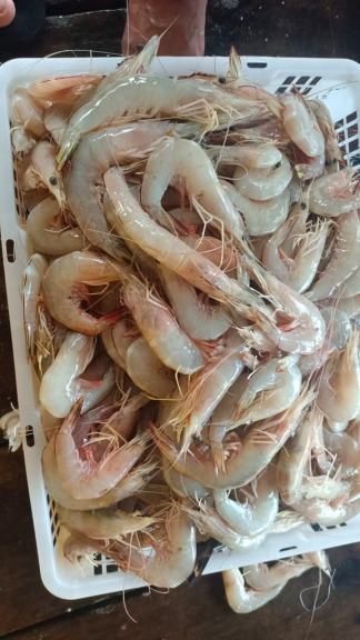 Udang Rebung