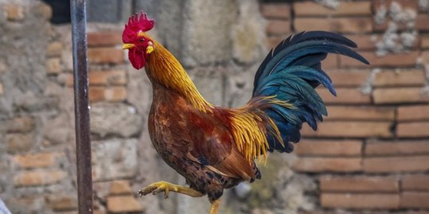 Tips Merawat Ayam Pelung: Rahasia Sukses Bisnis Ayam Hias