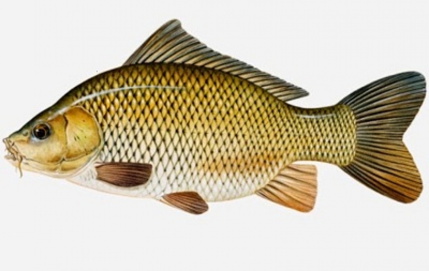 Ikan segar gurame