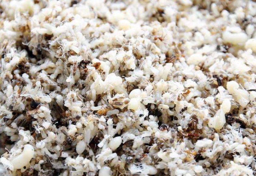 Potensi Bisnis Telur Semut atau Kroto