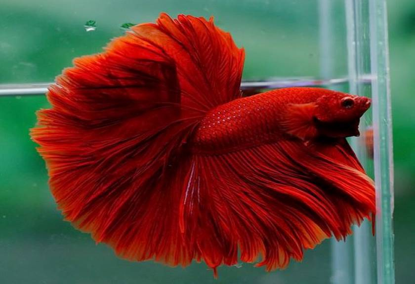 Rela Tinggalkan Pekerjaan yang Mapan Demi Berbisnis Cupang