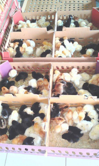 DOC Ayam Kampung Super/Joper