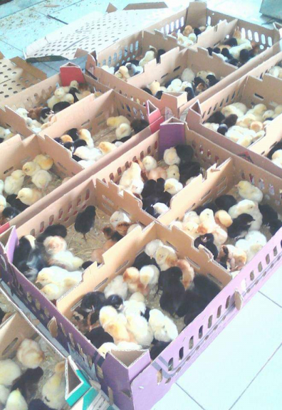 DOC Ayam Kampung Super/Joper