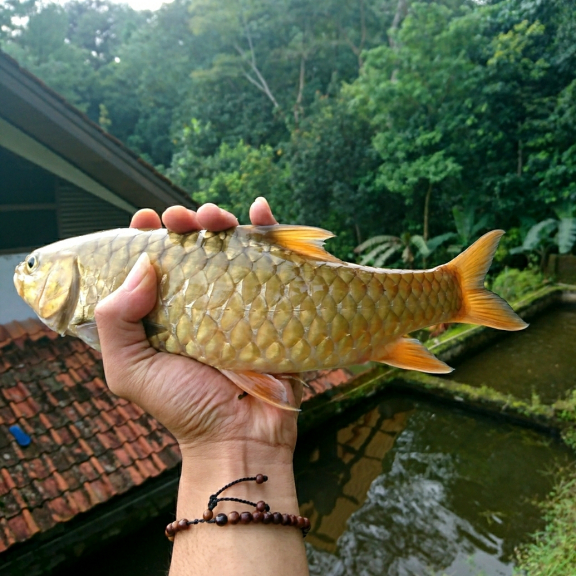 Ikan Dewa Kuningan
