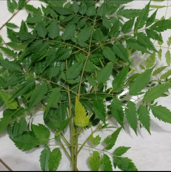 Daun mindi cina obat diabetes herbal dan terbukti khasiatnya