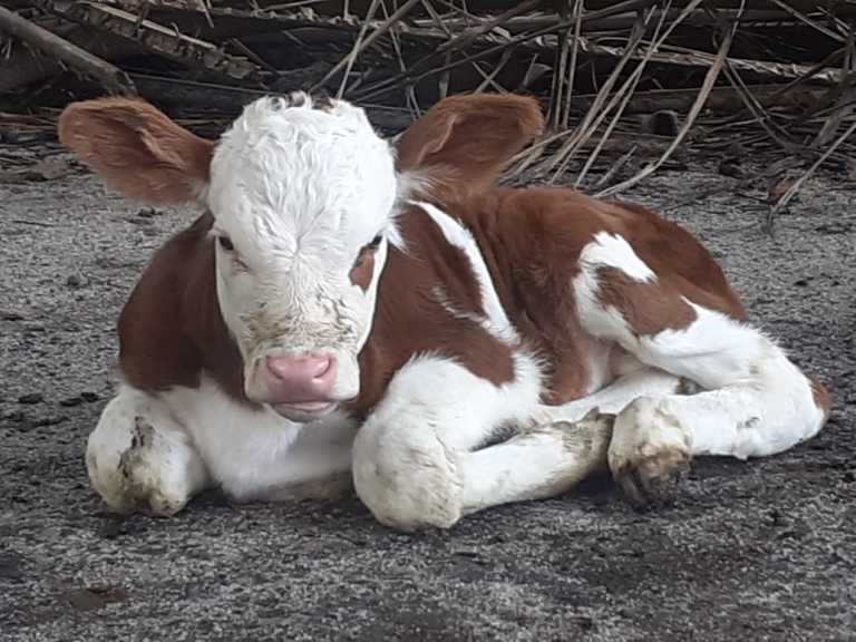 Sapi pedet, bakalan, indukan, jantan