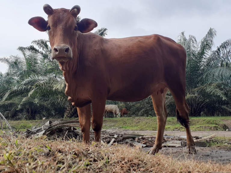 Sapi pedet, bakalan, indukan, jantan