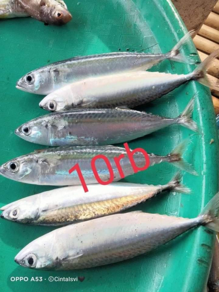 Ikan
