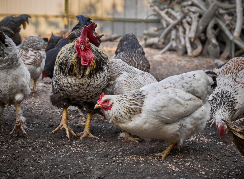 Peluang Berternak Ayam Kampung