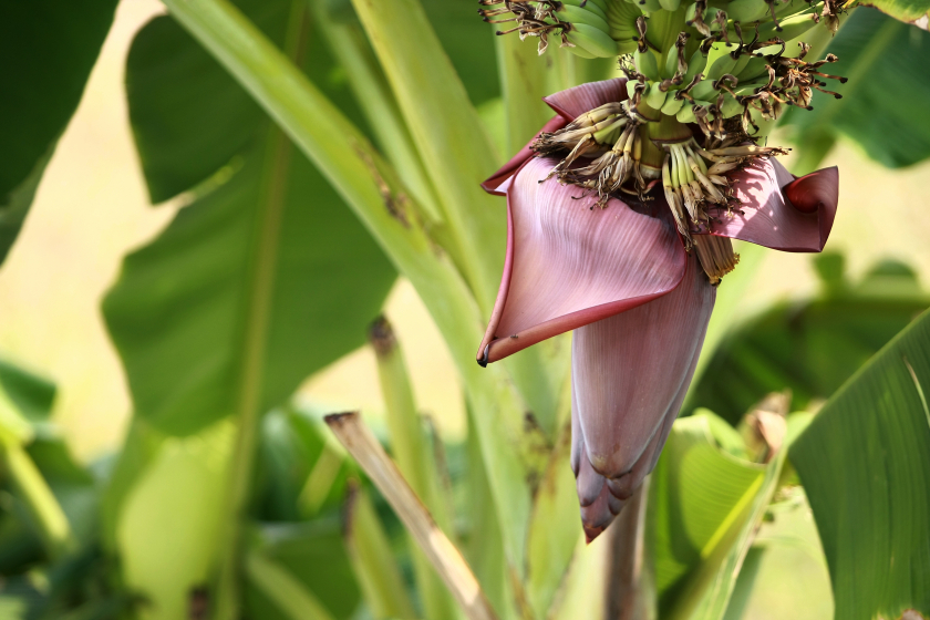 Unik! 5 Makanan ini Berbahan Pelepah Pisang