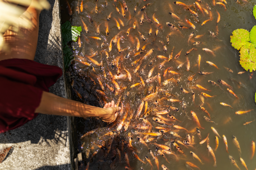 Ikan Yang Cocok Untuk Mina Padi
