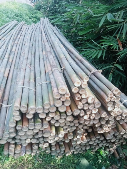 Bambu Apus 6 Meter