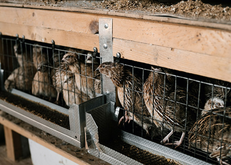 Ini Cara Ternak Burung Puyuh Secara Modern