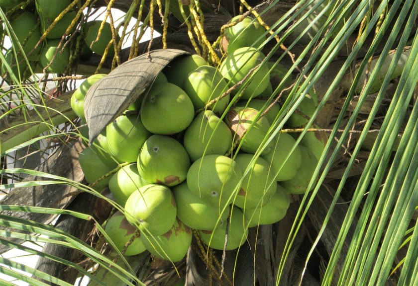 Mengolah Kelapa Hingga Punya Nilai Jual Tinggi